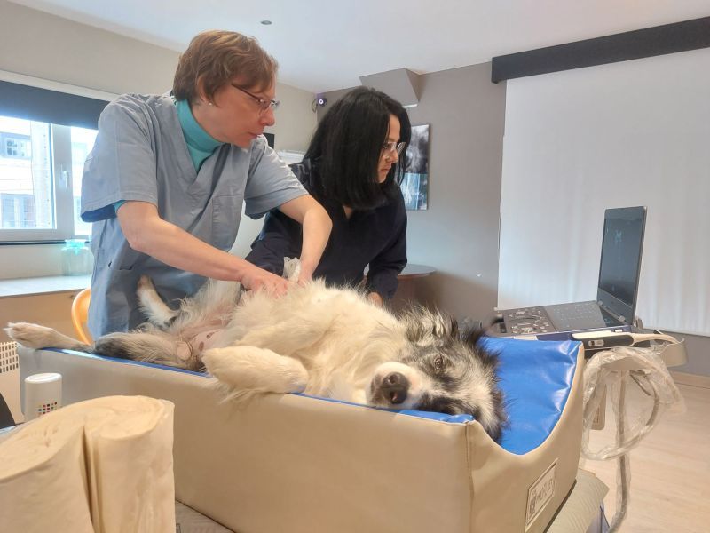 Echo abdomen perfectionnement: module 2 | Happy Vet