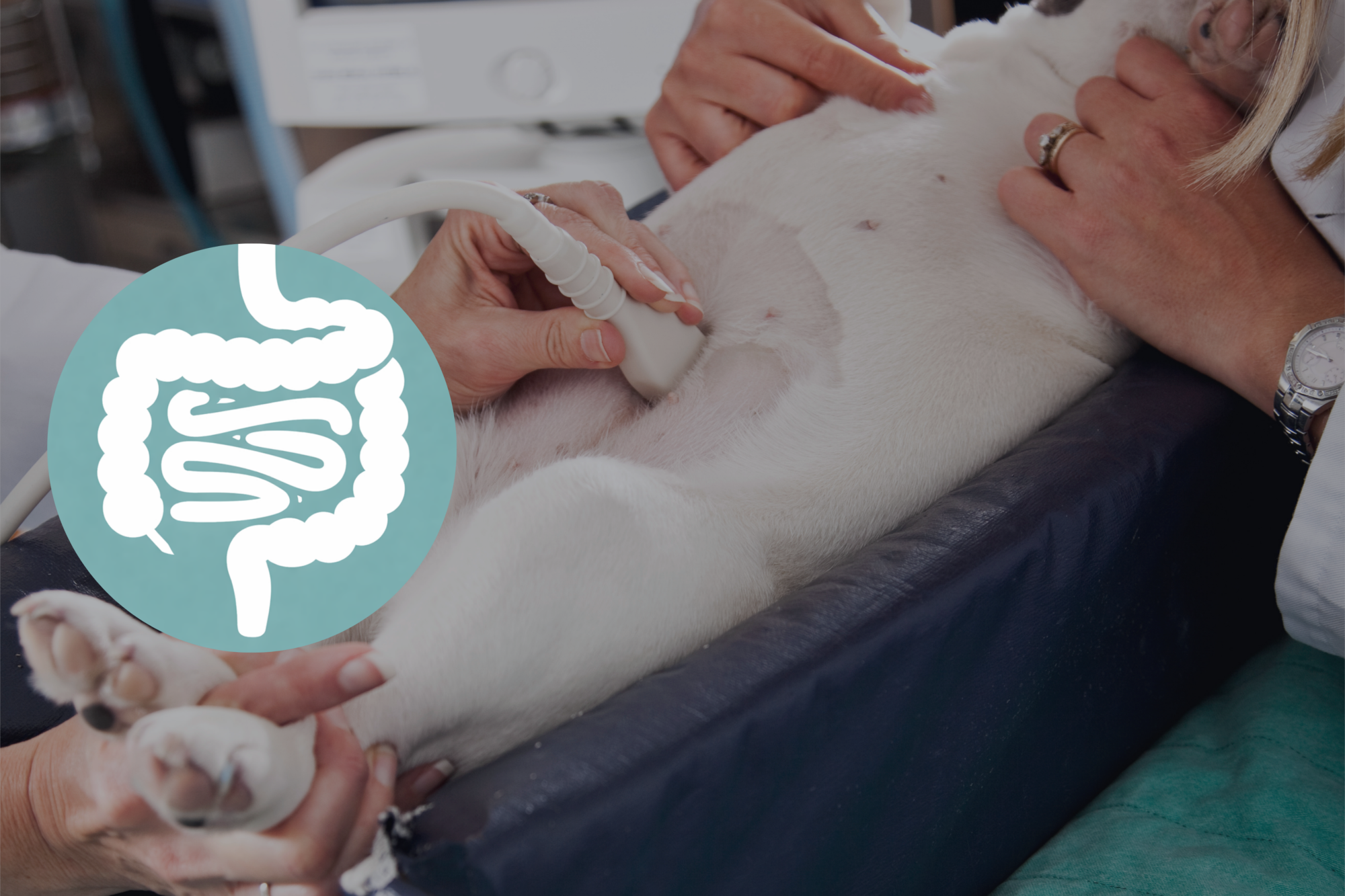 Echo abdomen advanced: module 2 | Happy Vet